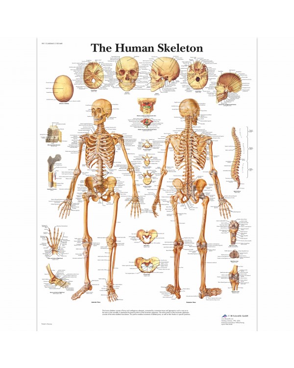 Human Skeleton Chart