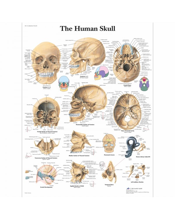 Human Skull Chart