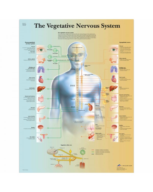 The Vegetative Nervous System Chart