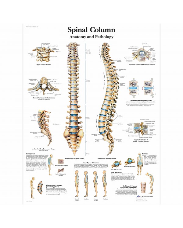 Spinal Column Chart
