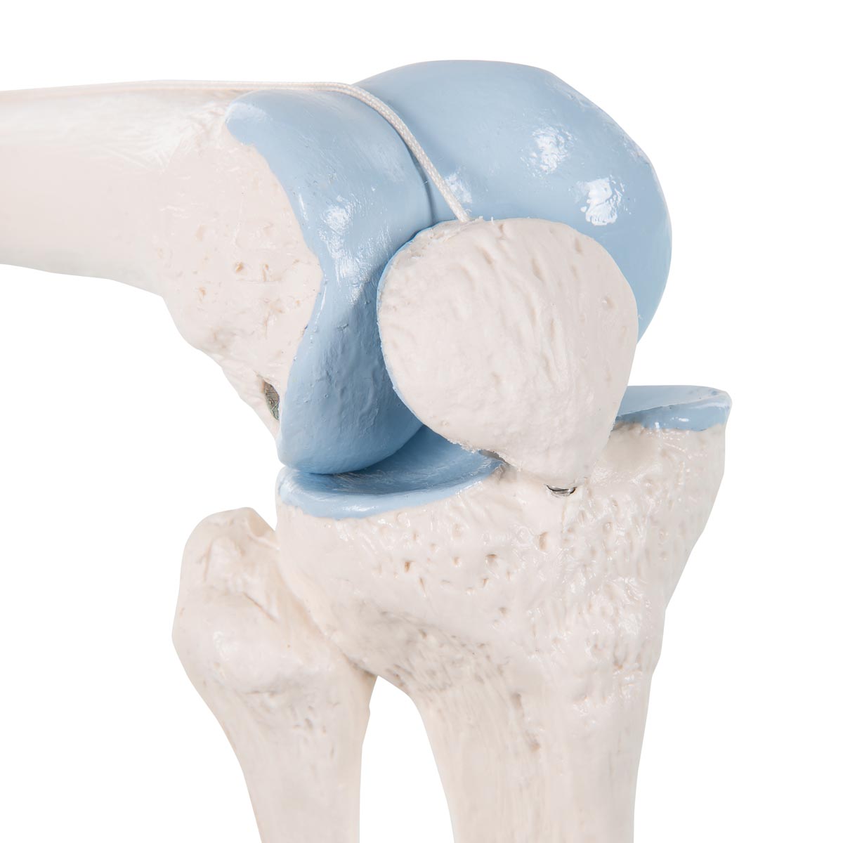 Mini Knee Joint with cross section