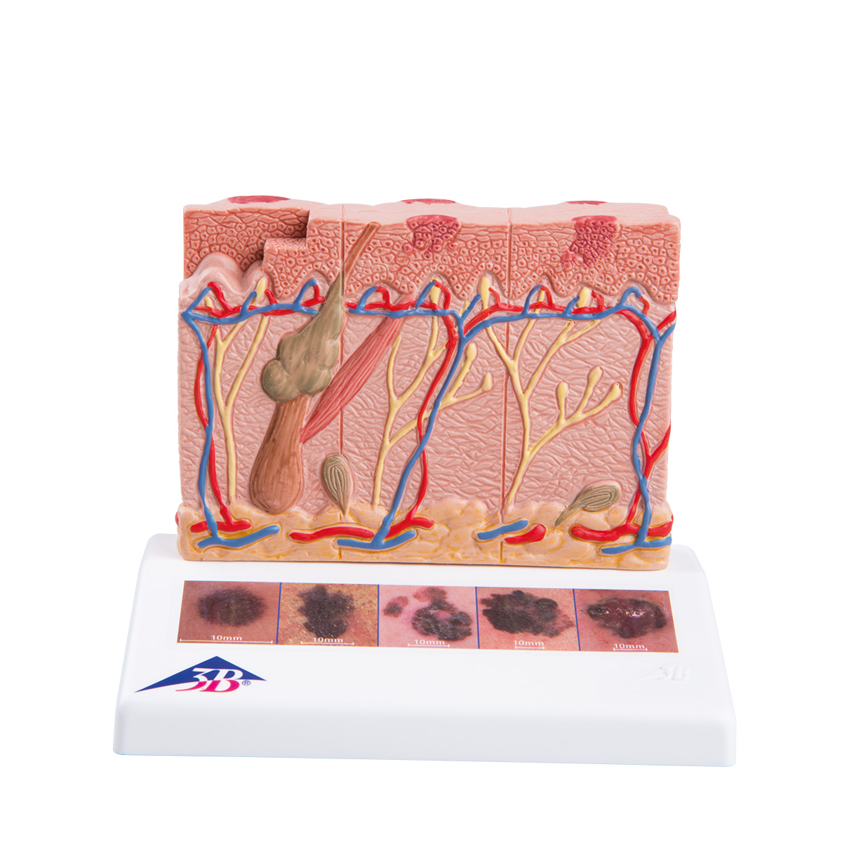 Մաշկի մոդելներ